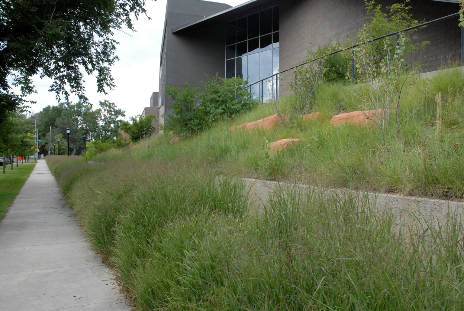 Native Grass Educational Workshop | Colorado Native Grass Guide