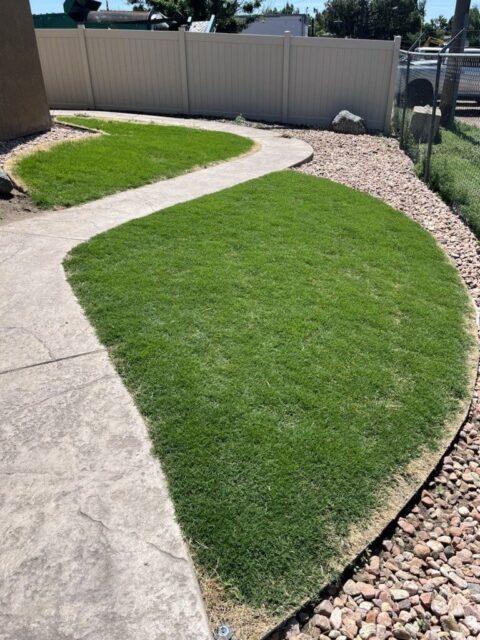 Grass Options | Colorado Native Grass Guide