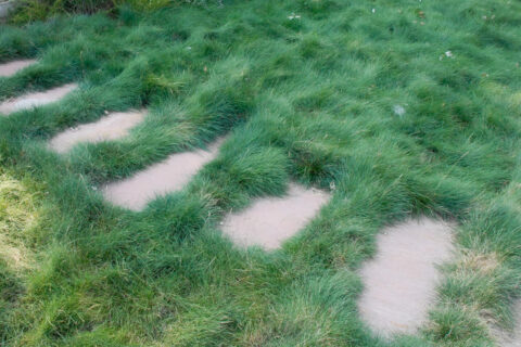 Grass Options | Colorado Native Grass Guide