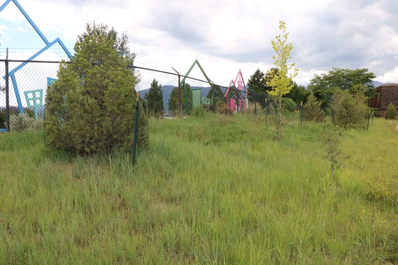 Grass Options | Colorado Native Grass Guide