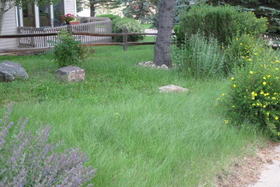 Grass Options | Colorado Native Grass Guide