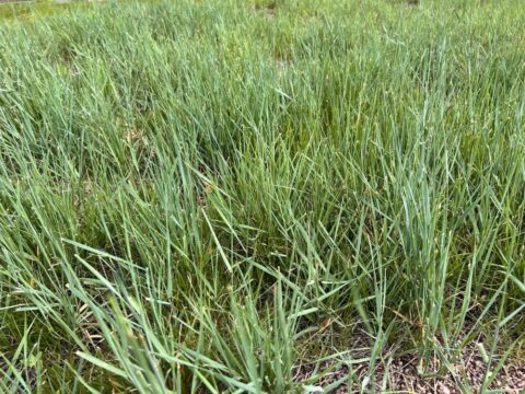 Western Wheatgrass | Colorado Native Grass Guide