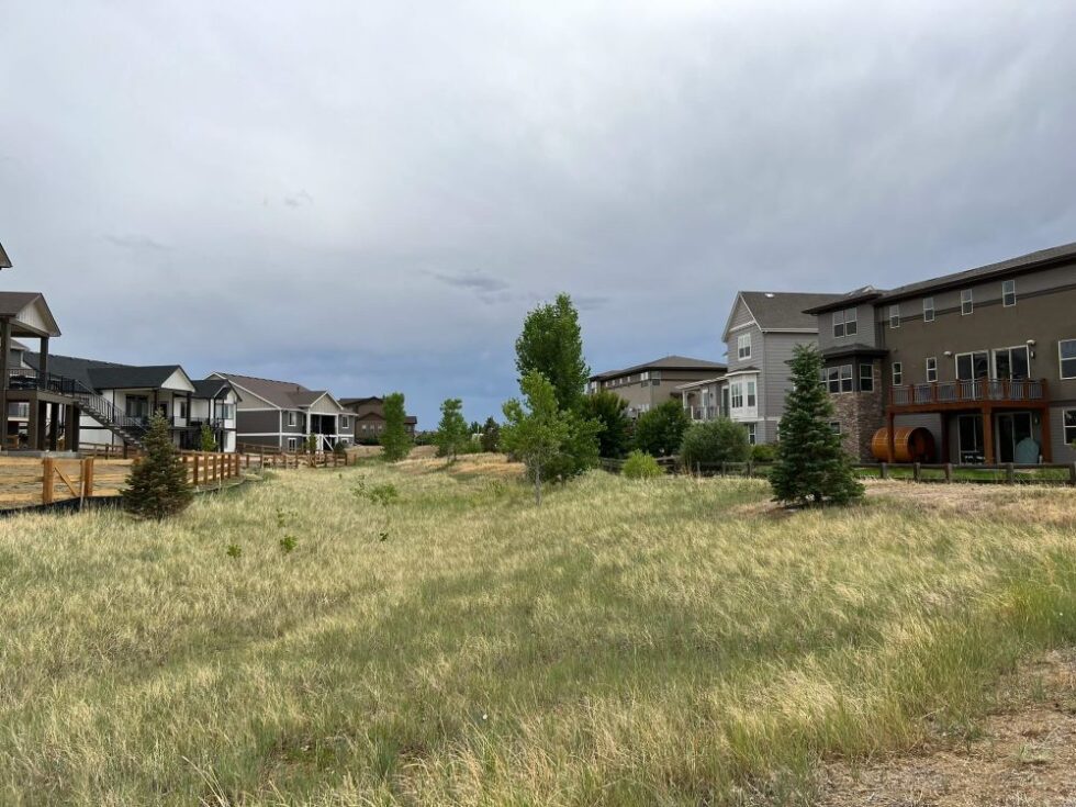Grass Options | Colorado Native Grass Guide